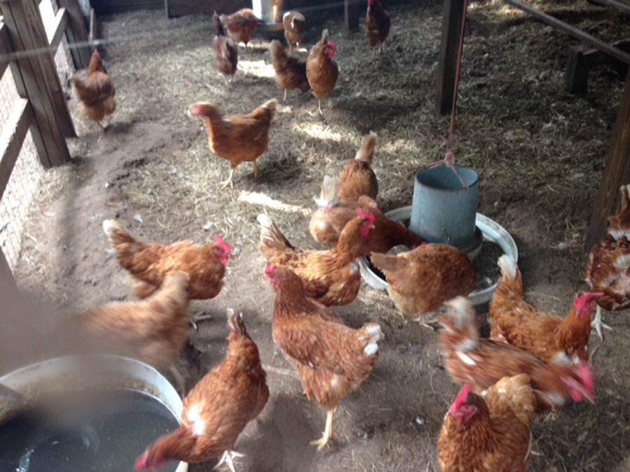 Peterson Groves Vero Beach